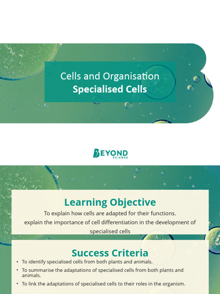 Cells and Organisation L4 Specialised Cells PowerPoint | PDF