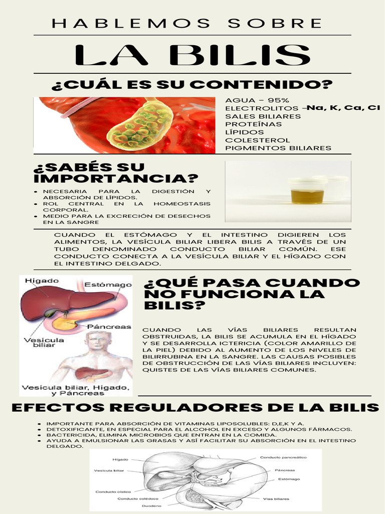 Composición y Función de la Bilis | PDF