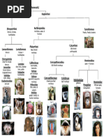 Primate Chart | PDF | Monkey | Ape