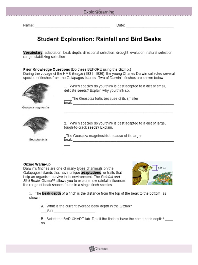 Rainfall Bird Beaks SE | PDF | Natural Selection | Rain