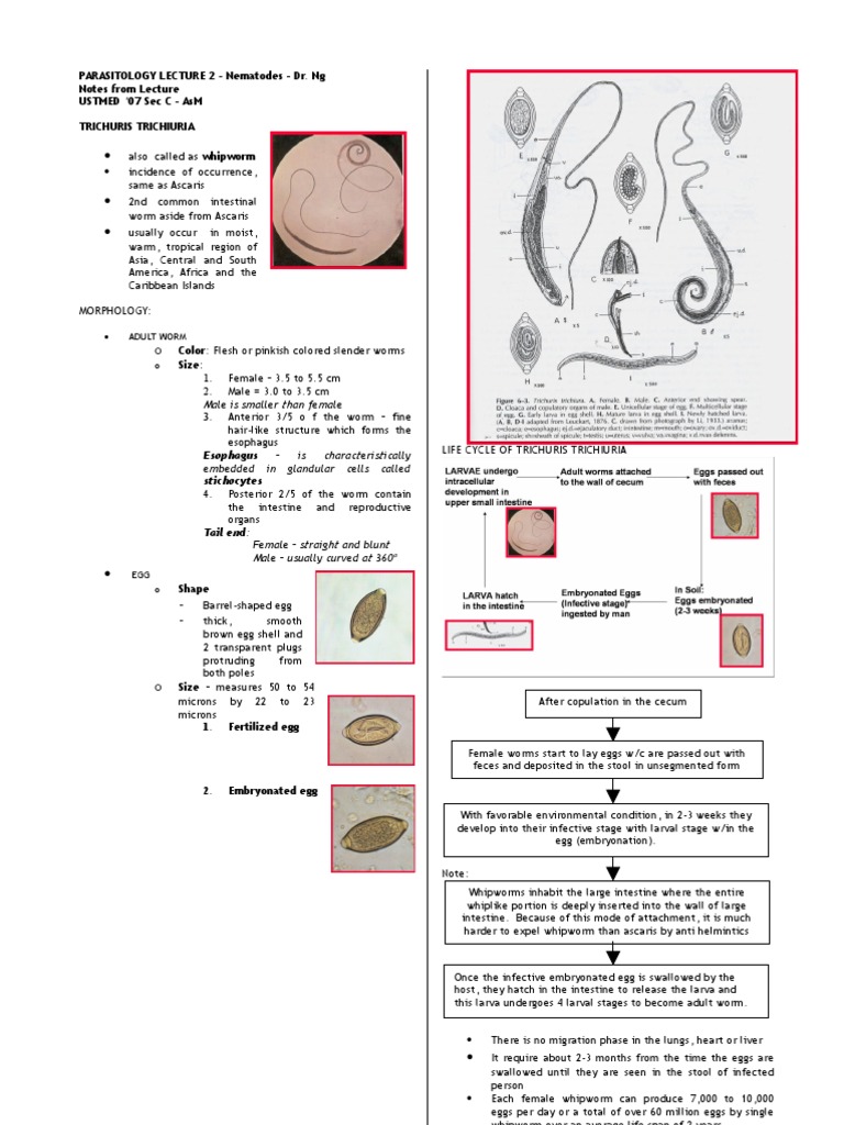 Parasitology-Lec 2 Nematodes 1 | PDF | Medical Specialties | Clinical ...