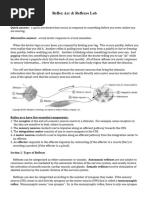 Deep Tendon Reflex Testing Guide | PDF | Neuroanatomy | Nervous System