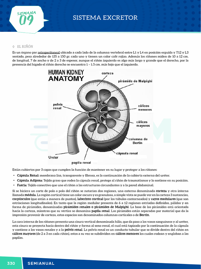 t9 Anatomia | PDF