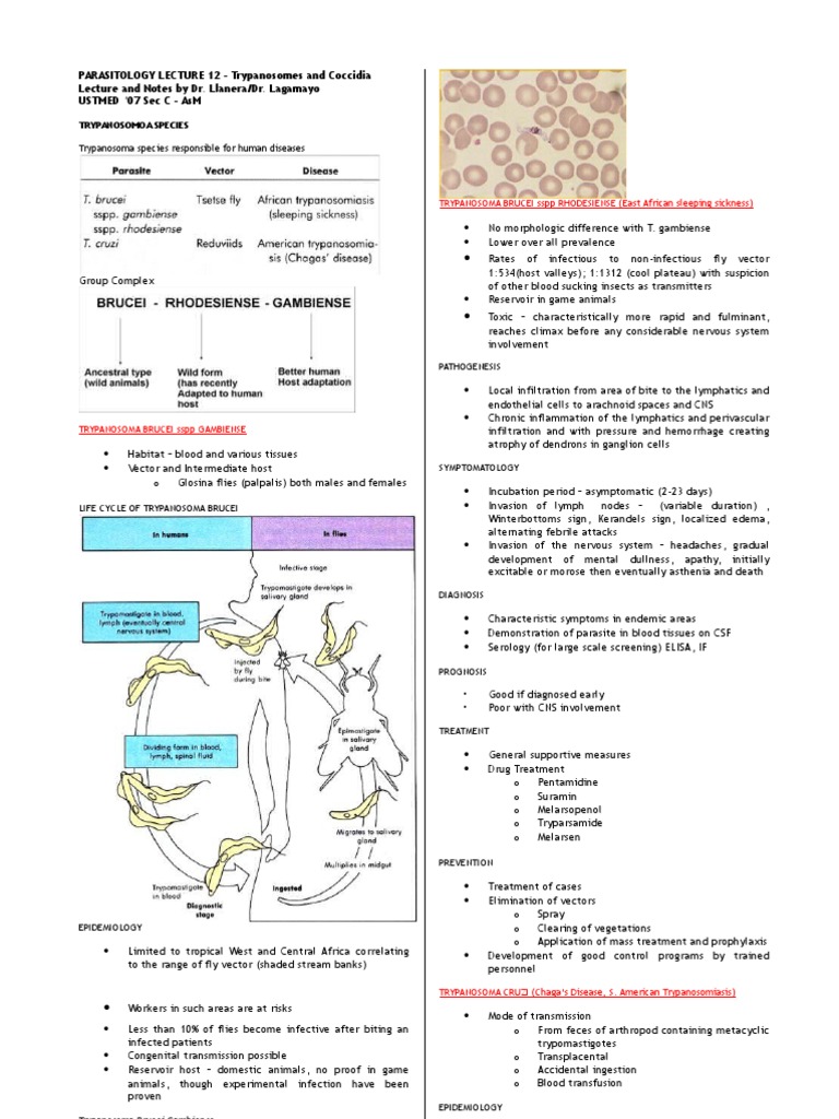 Parasitology-Lec 12 Trypanosomes | PDF | Epidemiology | Immunology