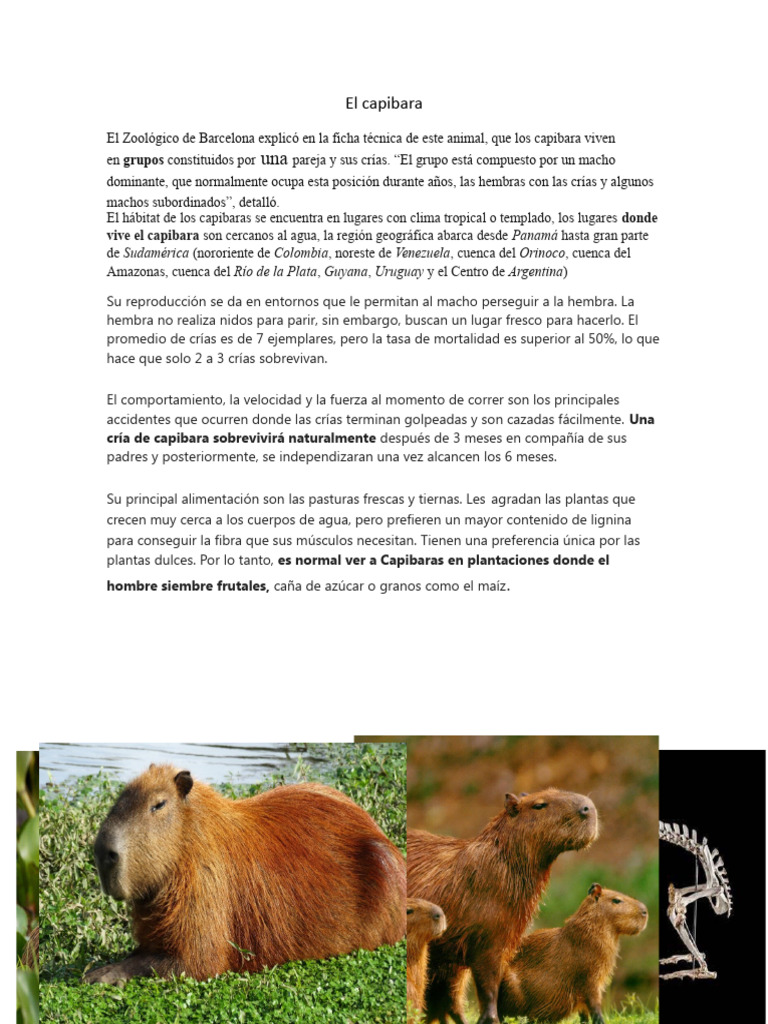 Capibara: Hábitat, Alimentación y Reproducción | PDF
