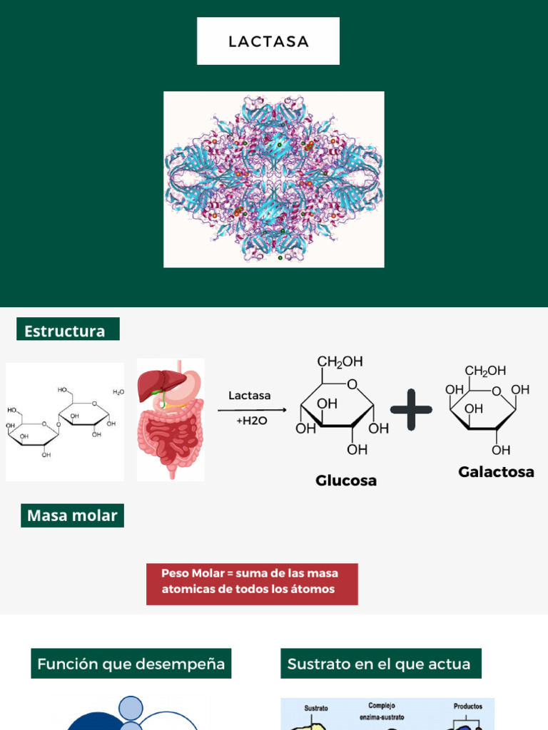 Enzima Lactasa | PDF
