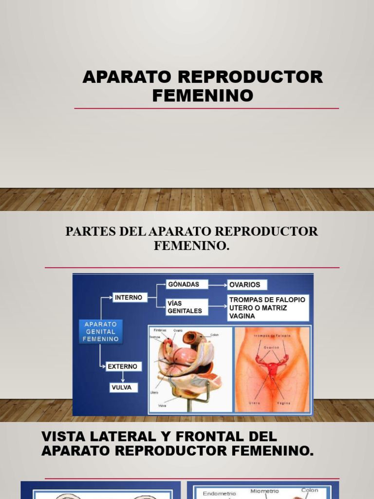 Aparato Rep Femenino | PDF | Salud y bienestar