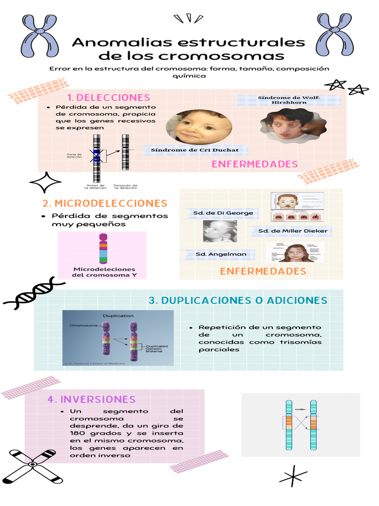 Infografía anomalías estructurales de los cromosomas | PDF | Cromosoma ...