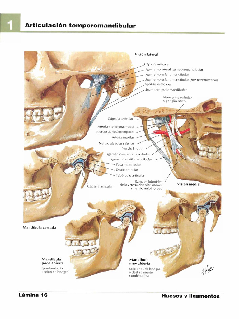Articulacion Temporomandibular | PDF