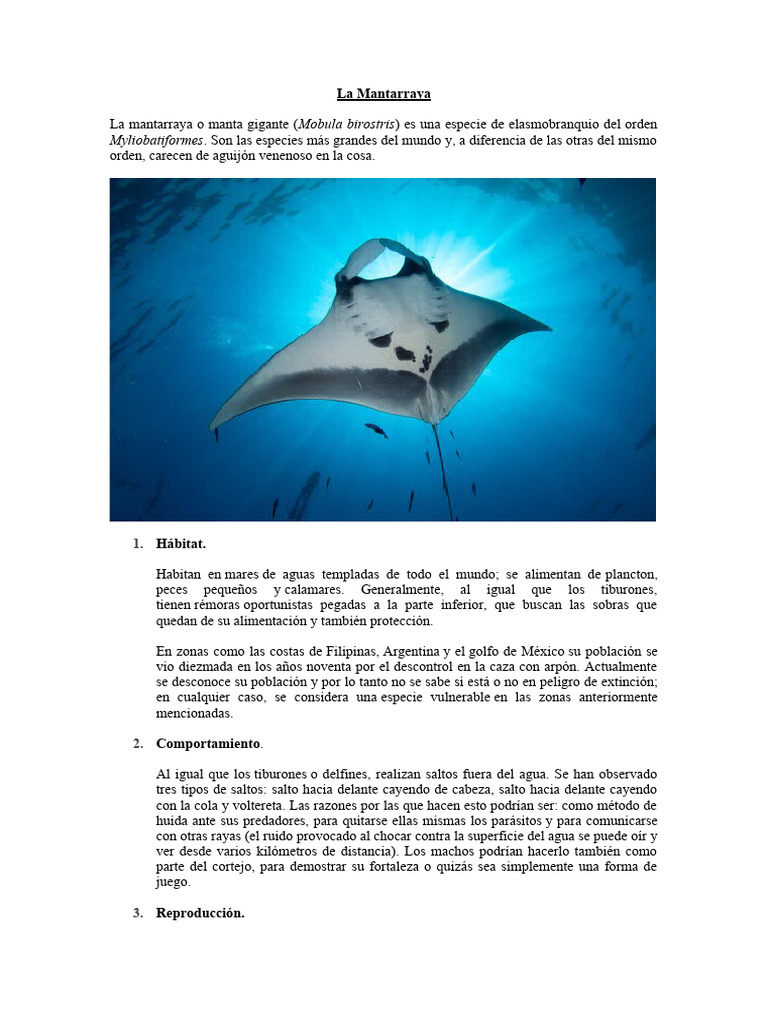 La Mantarraya | PDF | Organismos | Vertebrados