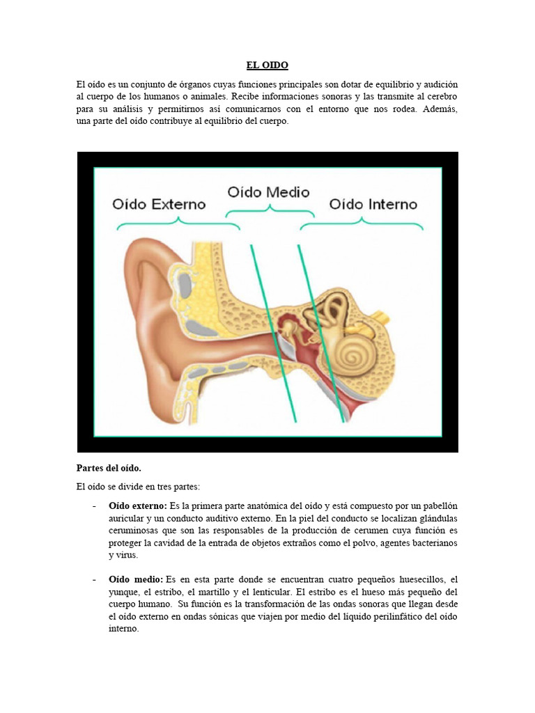 El Oido | PDF | Estudios de idiomas extranjeros | Salud y bienestar