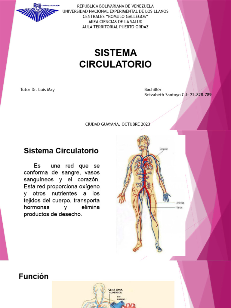 Funciones del Sistema Circulatorio | PDF | Sistema circulatorio | Vena