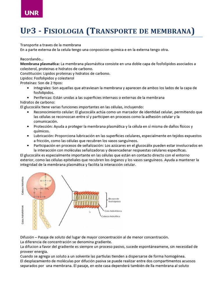Up3 - Fisiologia - Potencial de Membrana | PDF