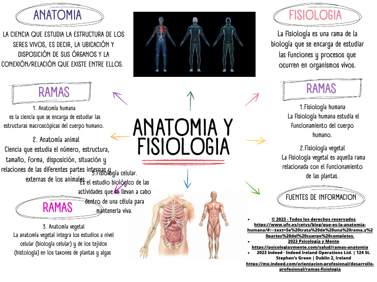 Mapa Conceptual de Anatomia y Fisiologia | PDF