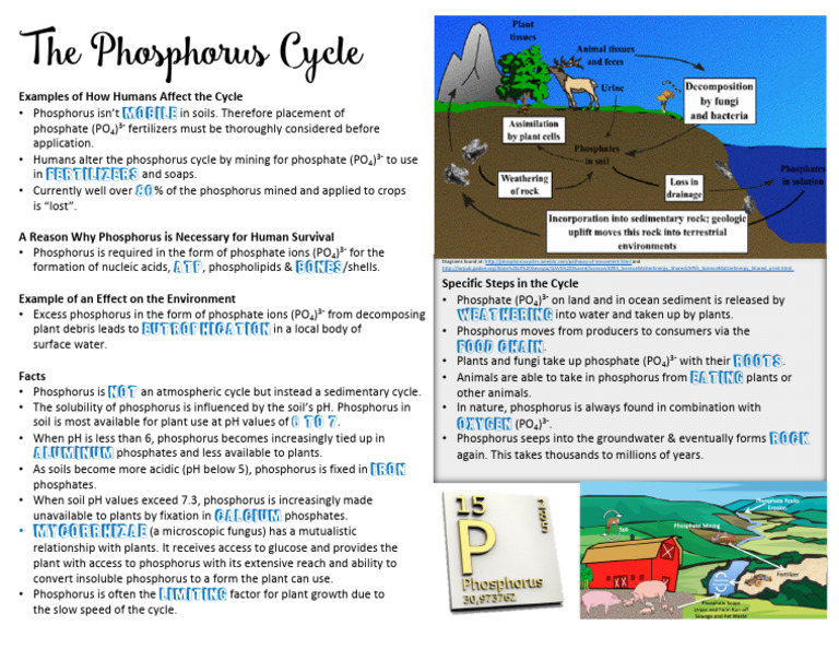 Phosphorus Notes KEY | PDF