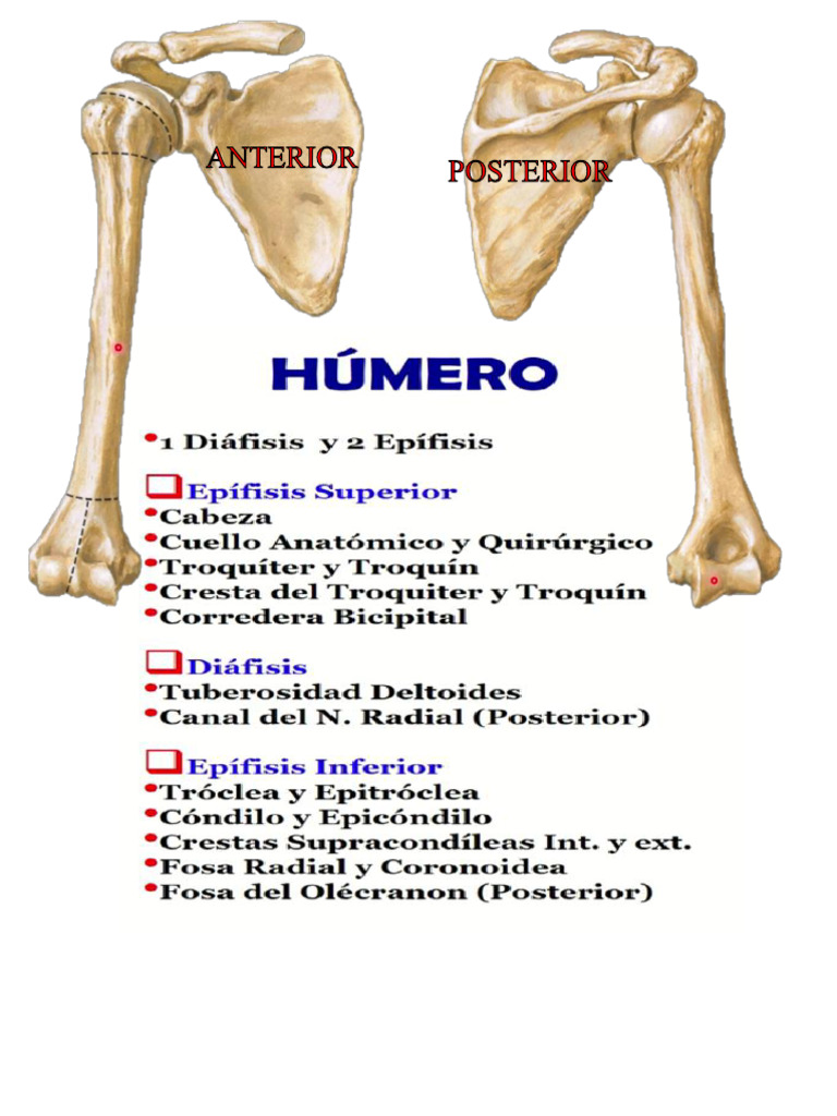 HUMERO | PDF