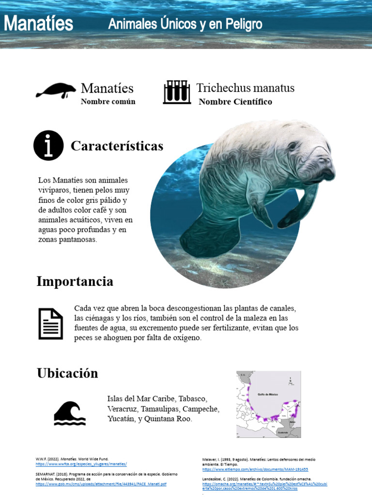 Manatíes: Características y Peligro de Extinción | PDF