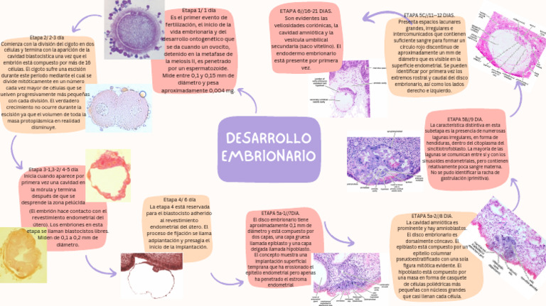 Mapa Embriología | PDF