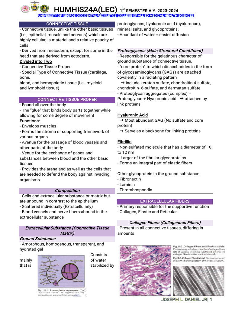 Connective Tissue | PDF | Connective Tissue | Collagen