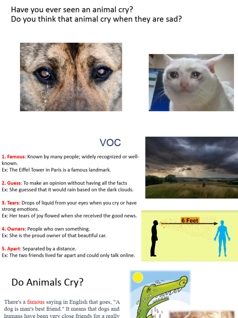 Do Animals Cry | PDF | Dogs | Human