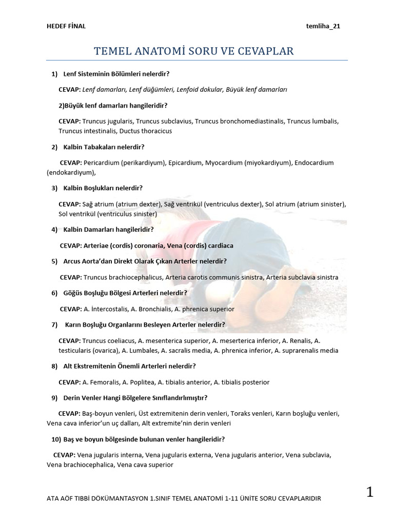 Temel Anatomi Vize Final Sorulari | PDF