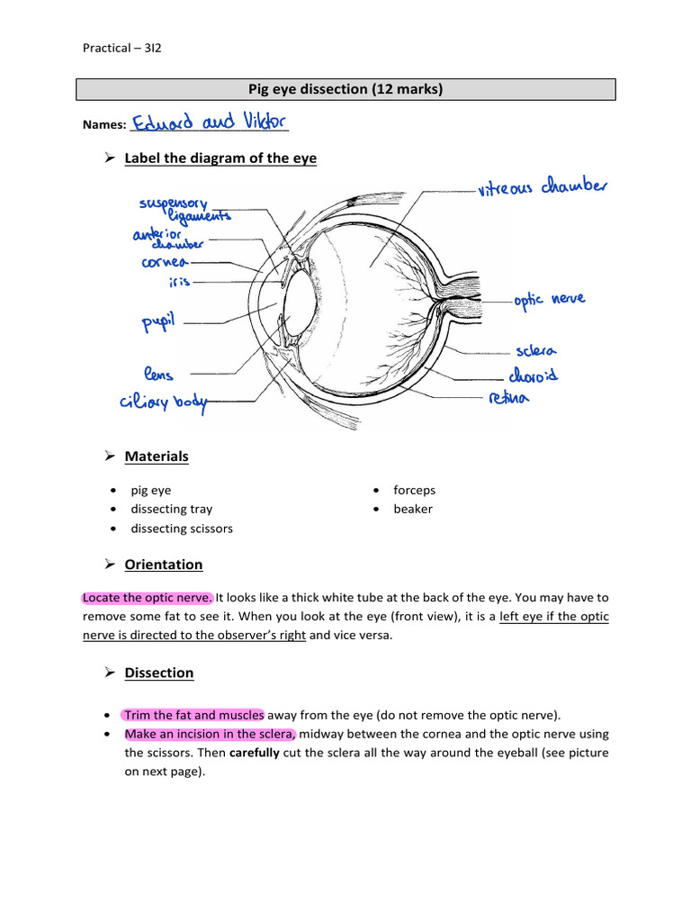 Pig Eye Dissection 3IEN2 | PDF | Eye | Human Eye