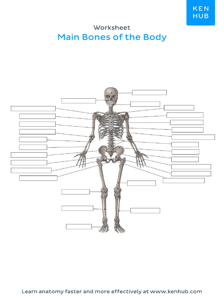Worksheet Main Bones of Body Unlabeled | PDF
