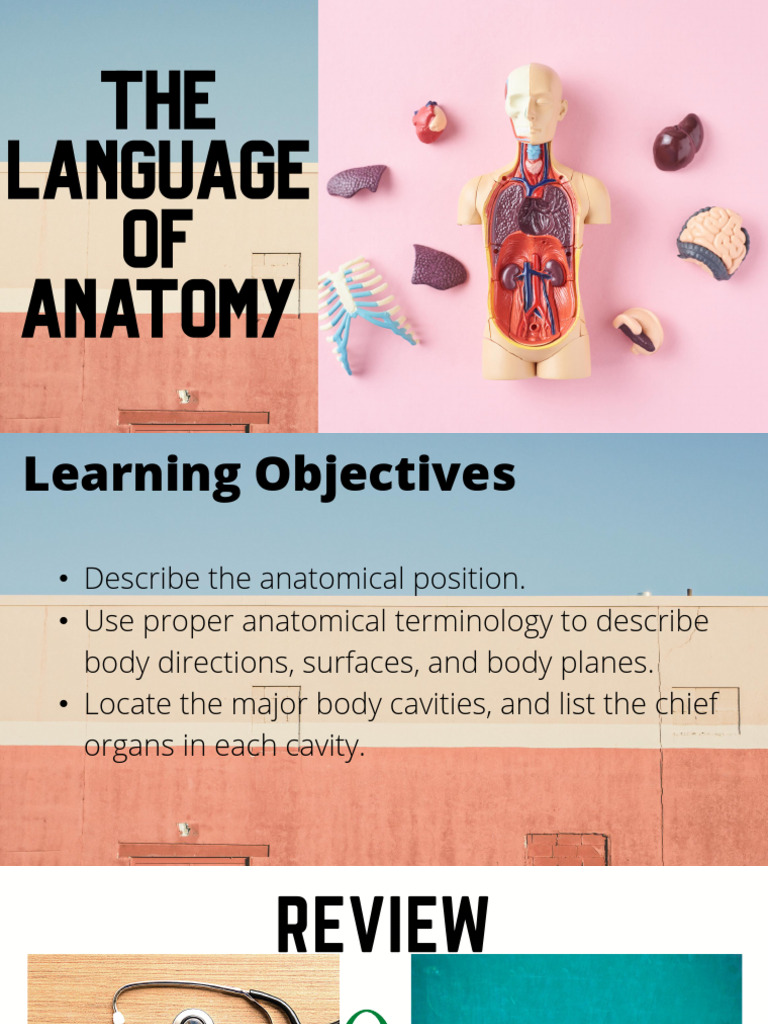 The Language of Anatomy | PDF | Foreign Language Studies