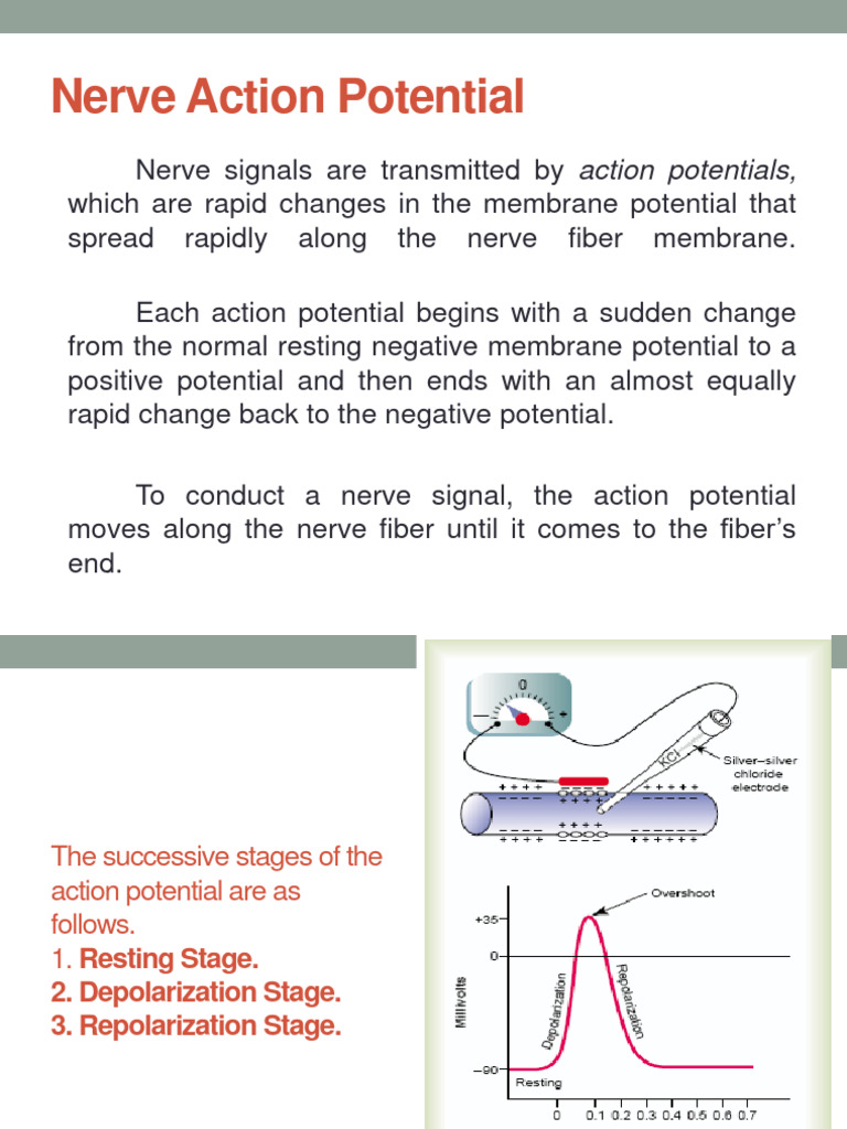 Nerve Action Potential | PDF | Chemical Synapse | Neurotransmitter