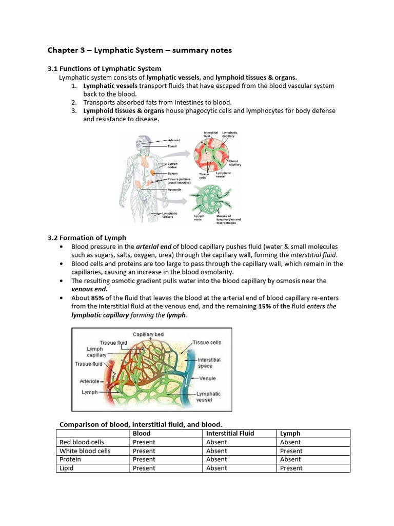 Chapter 3 - Lymphatic System - Summary Notes | PDF