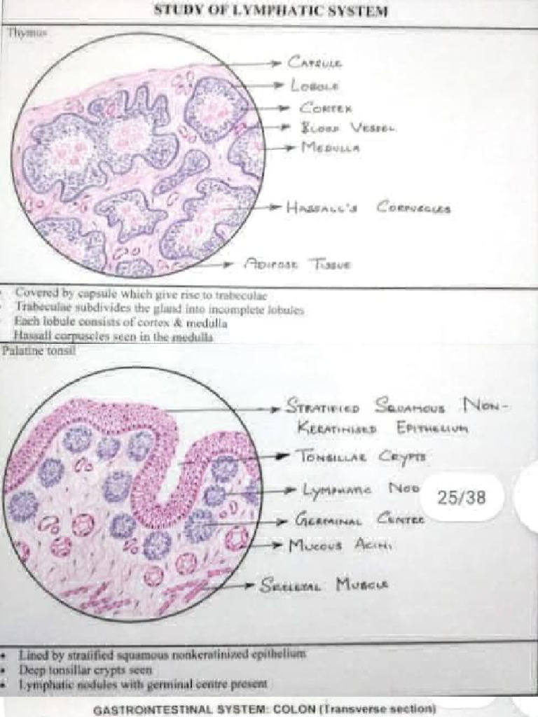 Histo 2nd Sem | PDF | Epithelium | Lymph Node