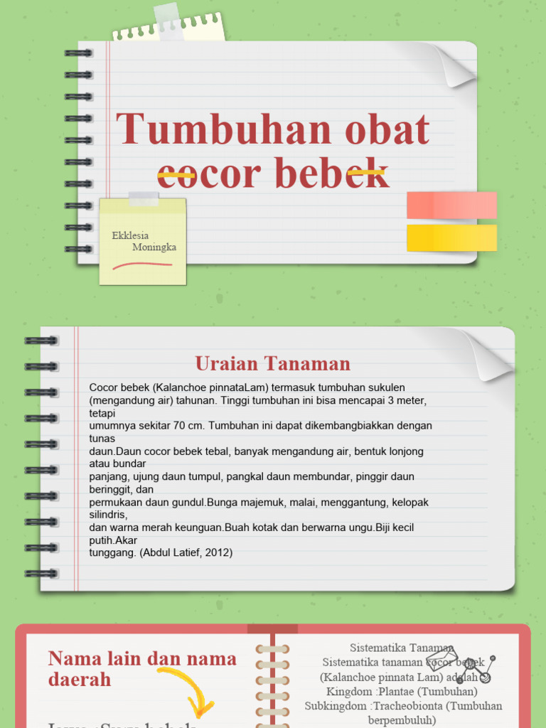 Tumbuhan Obat Cocor Bebek | PDF