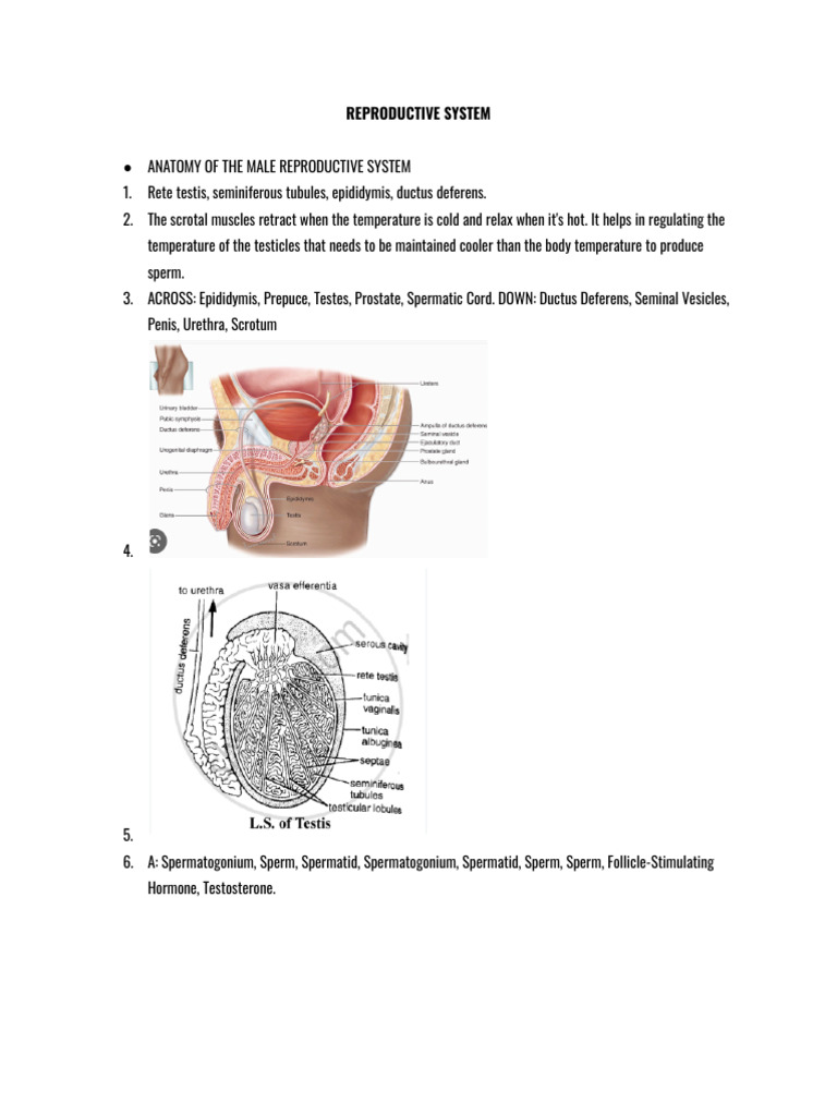 Male Reproductive System - Answers | PDF