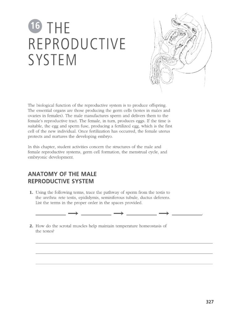 Reproductive System Worksheet | PDF