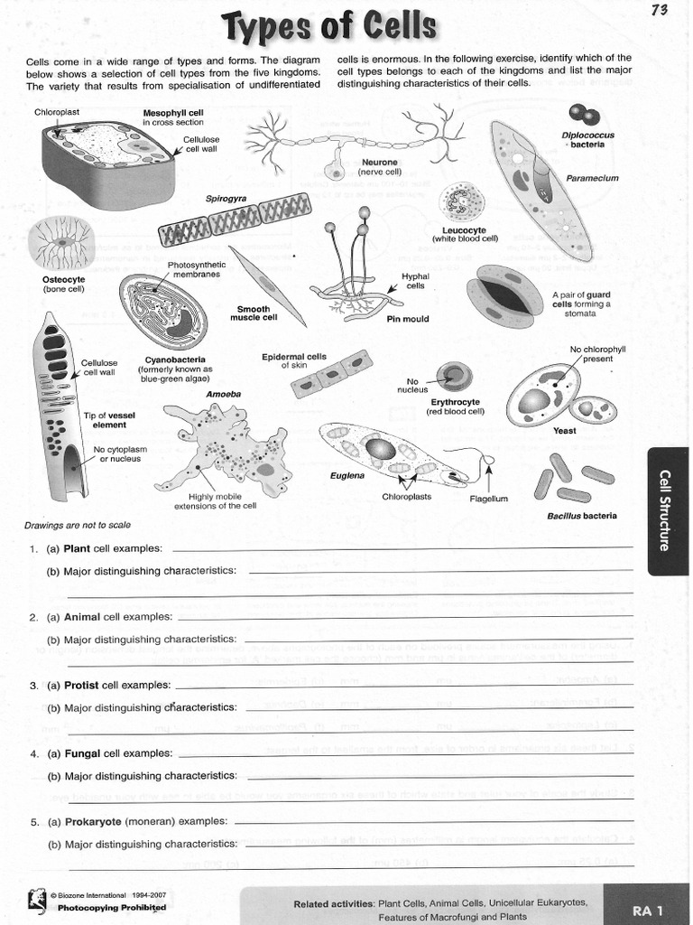 42-Types of Cells | PDF