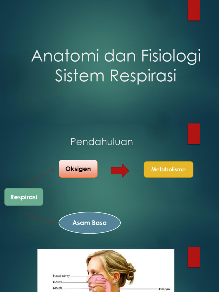 Anatomi Fisiologi Sistem Respirasi | PDF