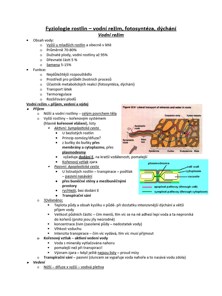 Bio 5 - Fyziologie rostlin - vodní režim, fotosyntéza, dýchání.docx | PDF