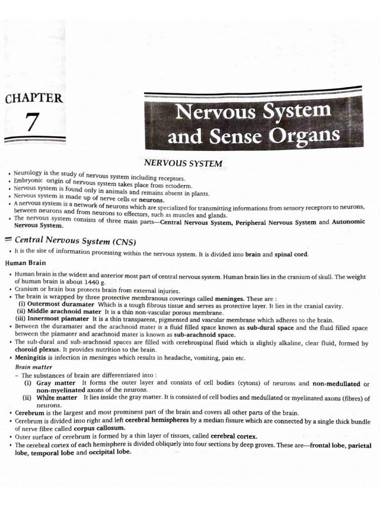 Nervous System | PDF