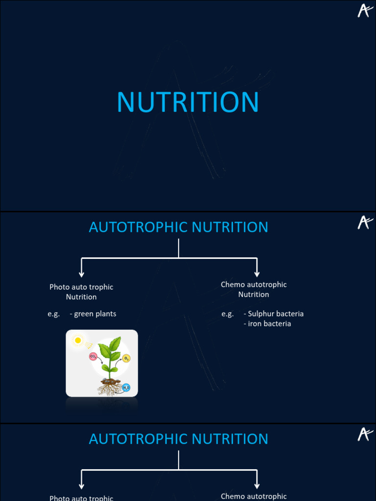 Life Processes Pdf Respiratory System Digestion