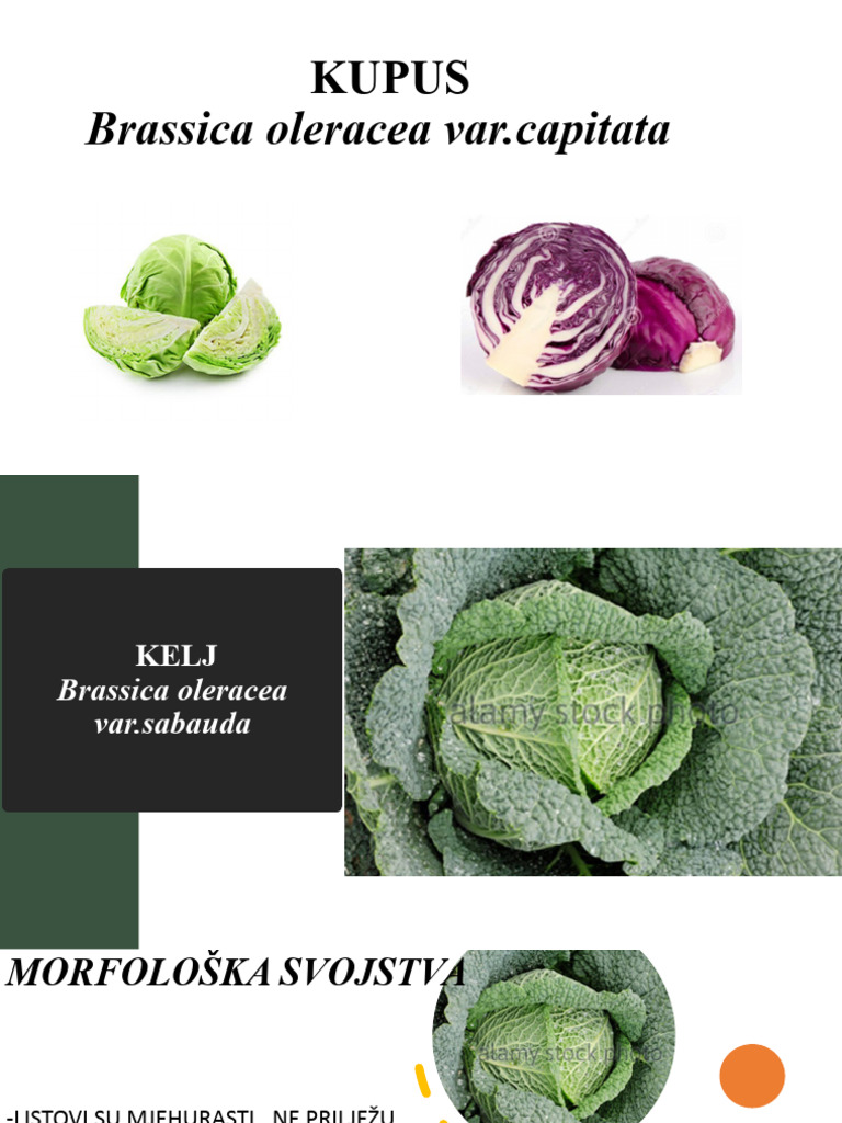 5 Kelj, Cvjetača, Koraba, Brokula | PDF