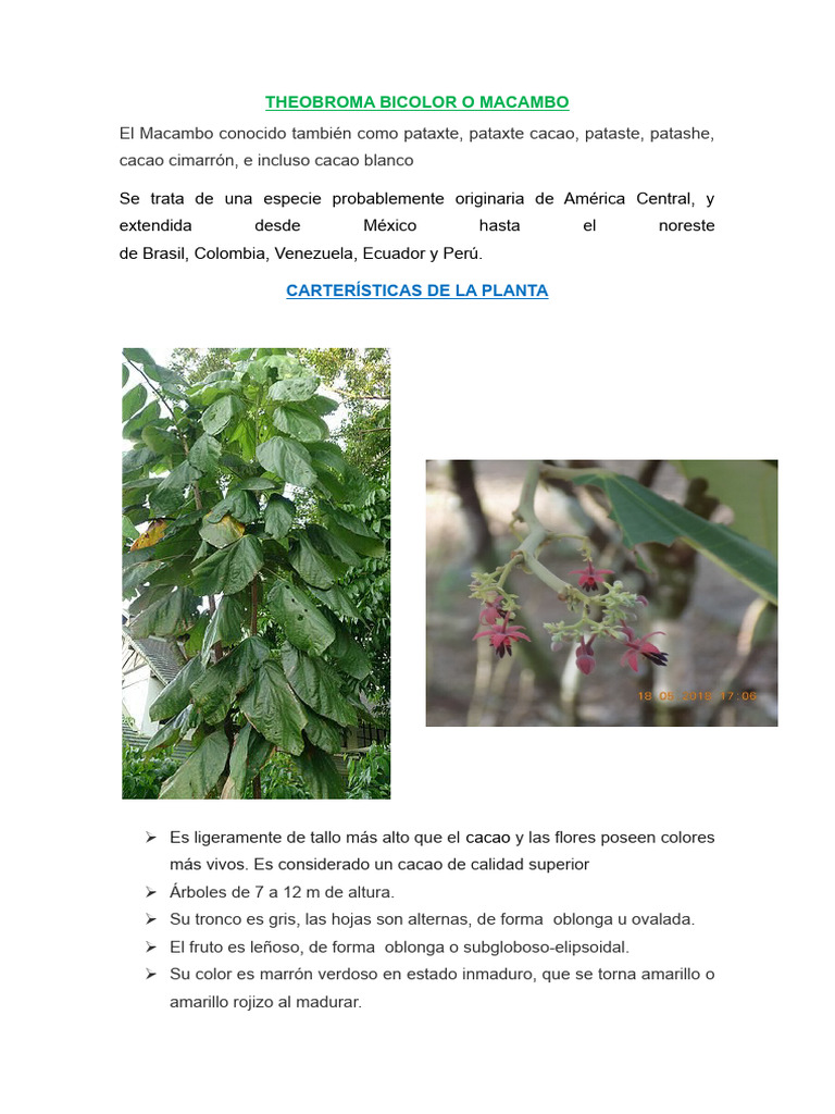 Theobroma Bicolor o Macambo | PDF