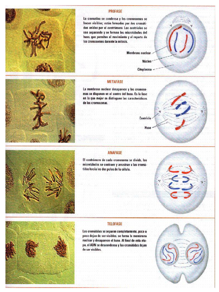 Etapas de La Mitosis | PDF