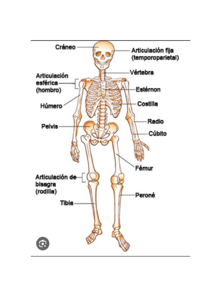 TP2 Educacion Física | PDF