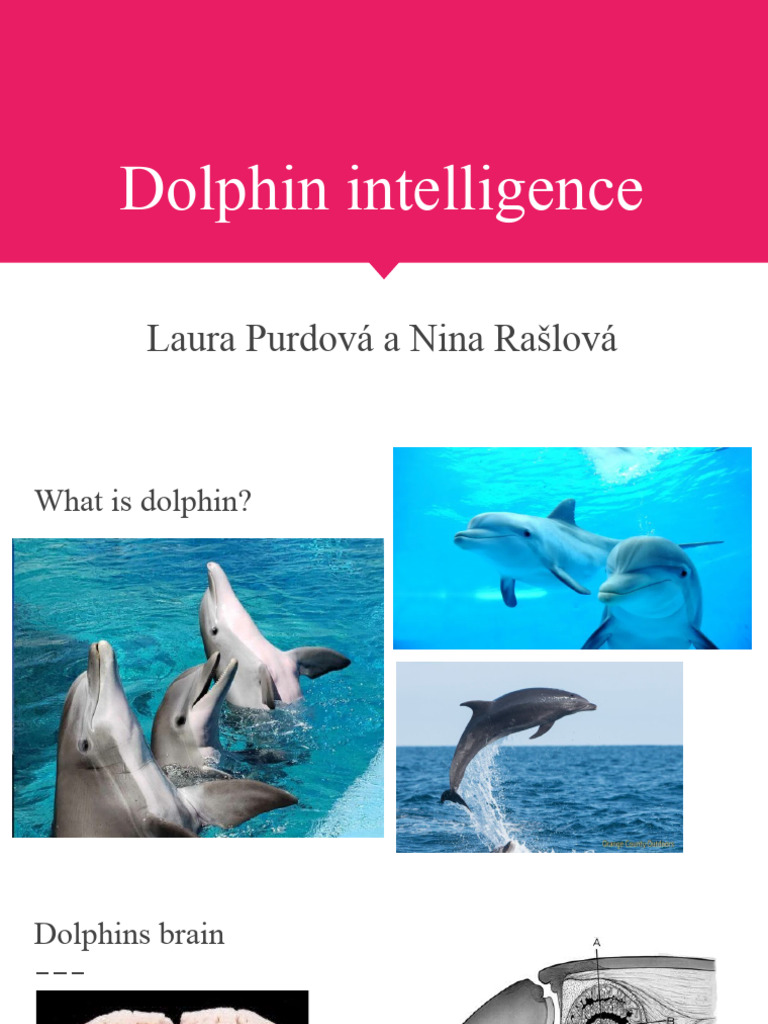 Dolphin Intelligence | PDF