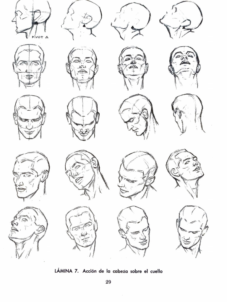 Rostro . Anatomía | PDF