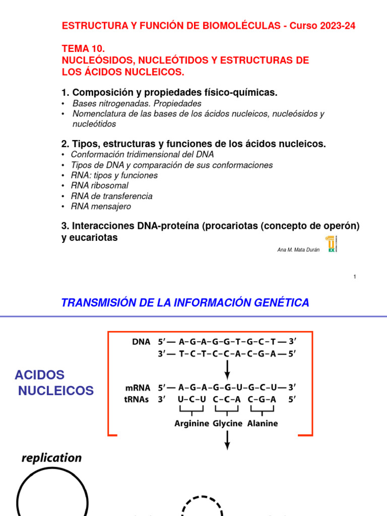 Tema 10. Nucleósidos, Nucleótidos y Ácidos Nucleicos | PDF | Histona | Rna