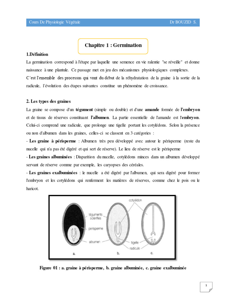 Types et étapes de la germination | PDF | Photosynthèse | Graine