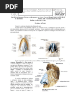 Suturas Do Crânio Resumo | PDF | Anatomia | Anatomia humana