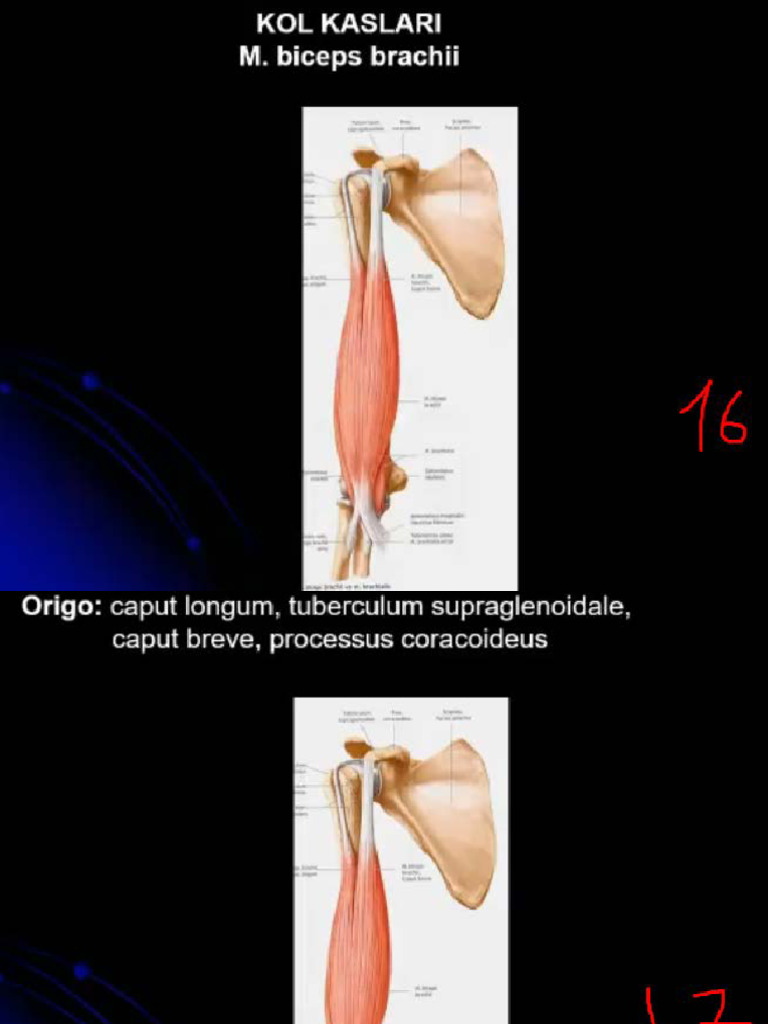 4) Kol Kasları | PDF
