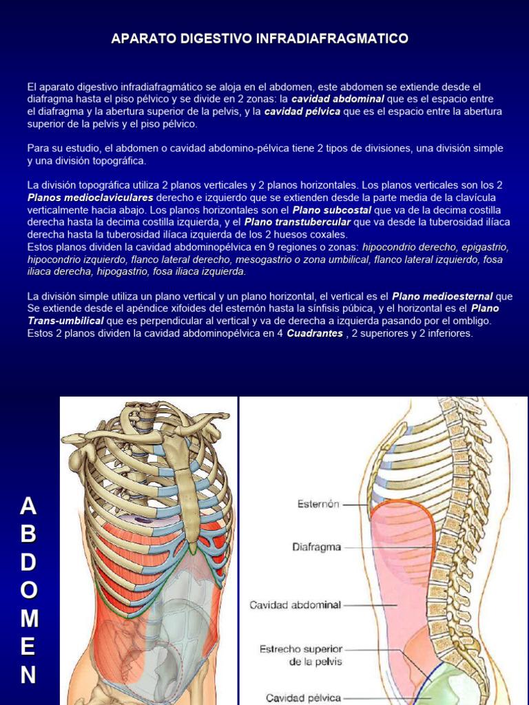 Unidad 3-Clase Digestivo Infra-Parte 1 Fono | PDF